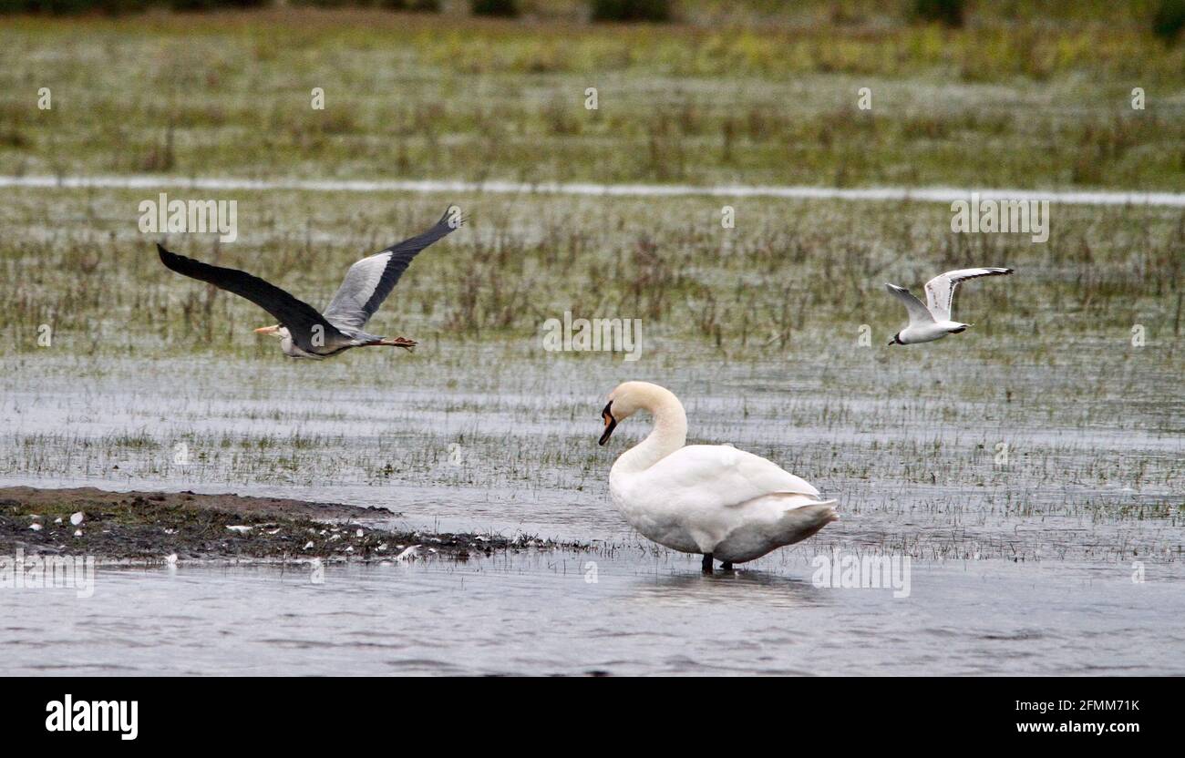 Wildlife photography at Marshside RSPB Stock Photo - Alamy