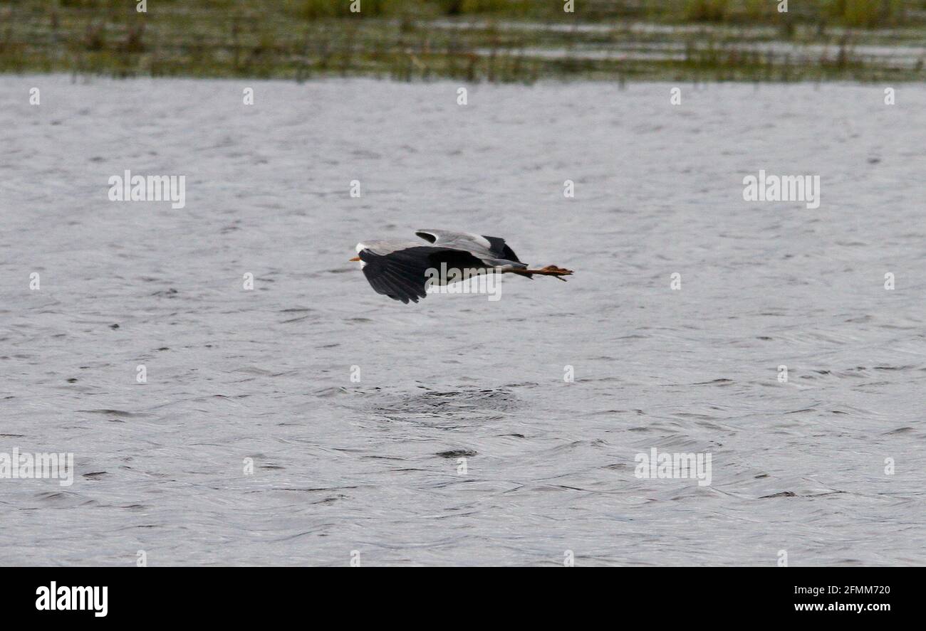 Wildlife photography at Marshside RSPB Stock Photo - Alamy