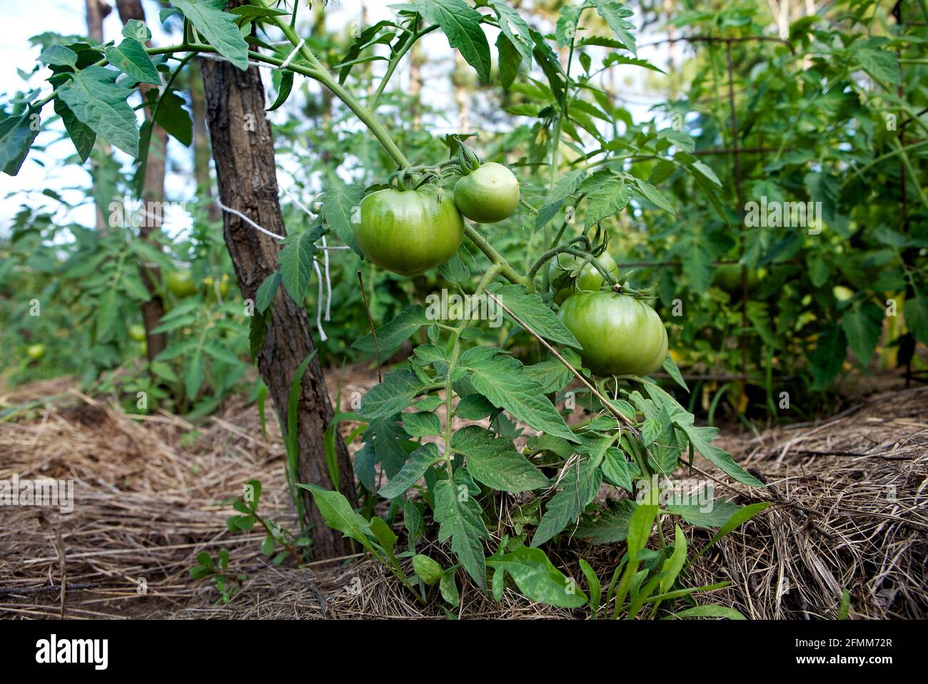 Tomato flower flower made with tomatoes hi-res stock photography and ...