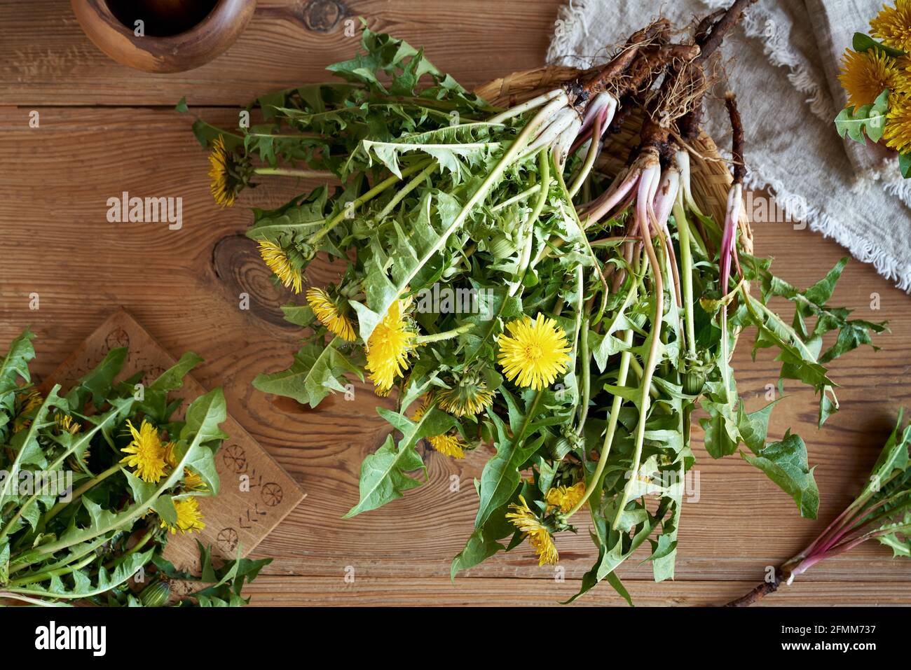 Whole dandelion plants with roots on a table - herbal medicine Stock ...