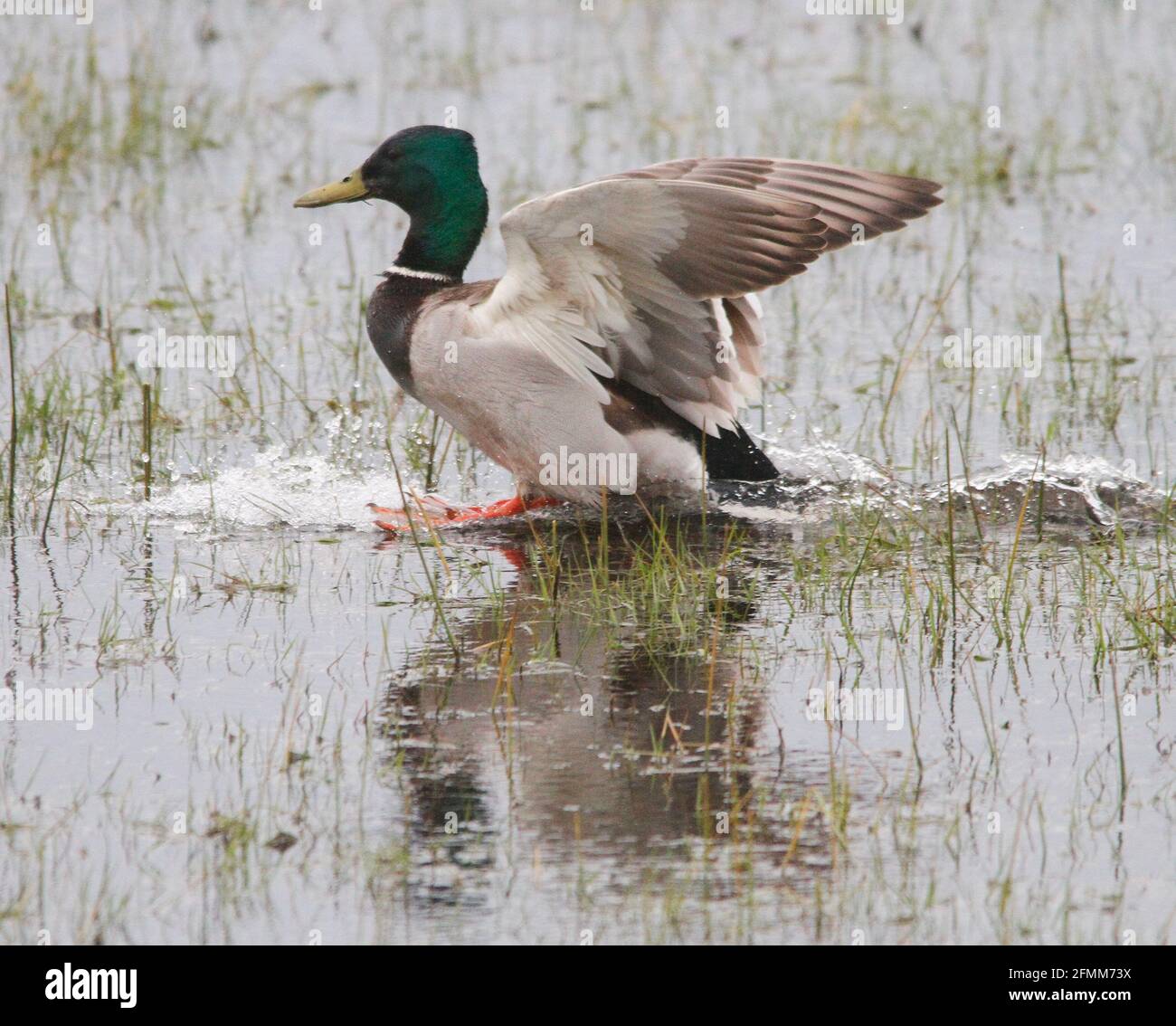 Wildlife photography at Marshside RSPB Stock Photo - Alamy