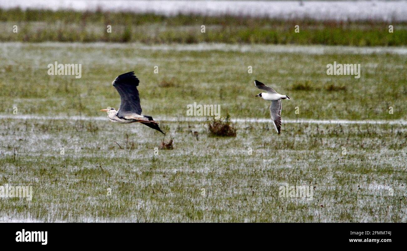 Wildlife photography at Marshside RSPB Stock Photo - Alamy