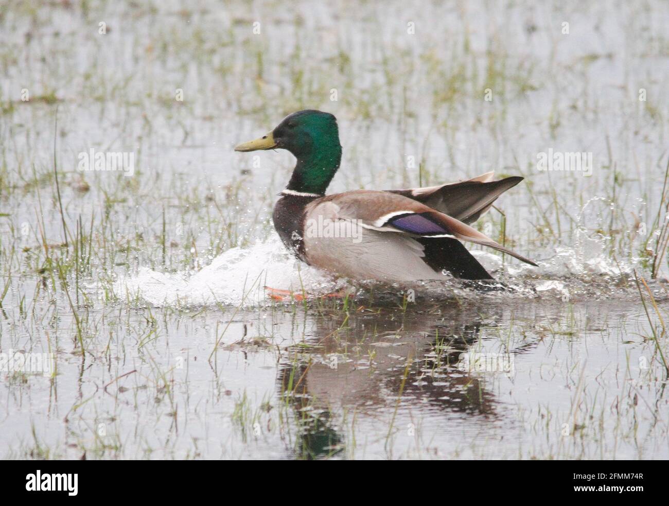Wildlife photography at Marshside RSPB Stock Photo - Alamy