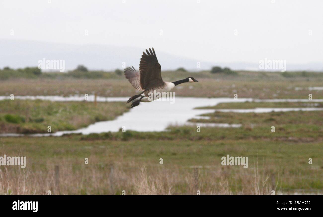 Wildlife photography at Marshside RSPB Stock Photo - Alamy