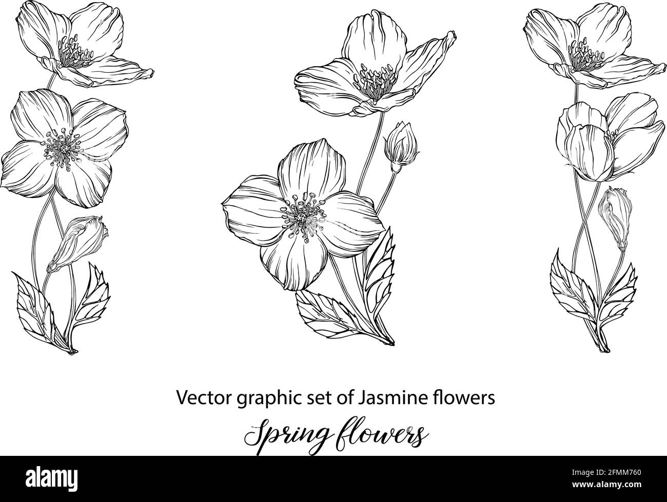 A set of graphic flower compositions with Jasmine flowers. Jasmine ...
