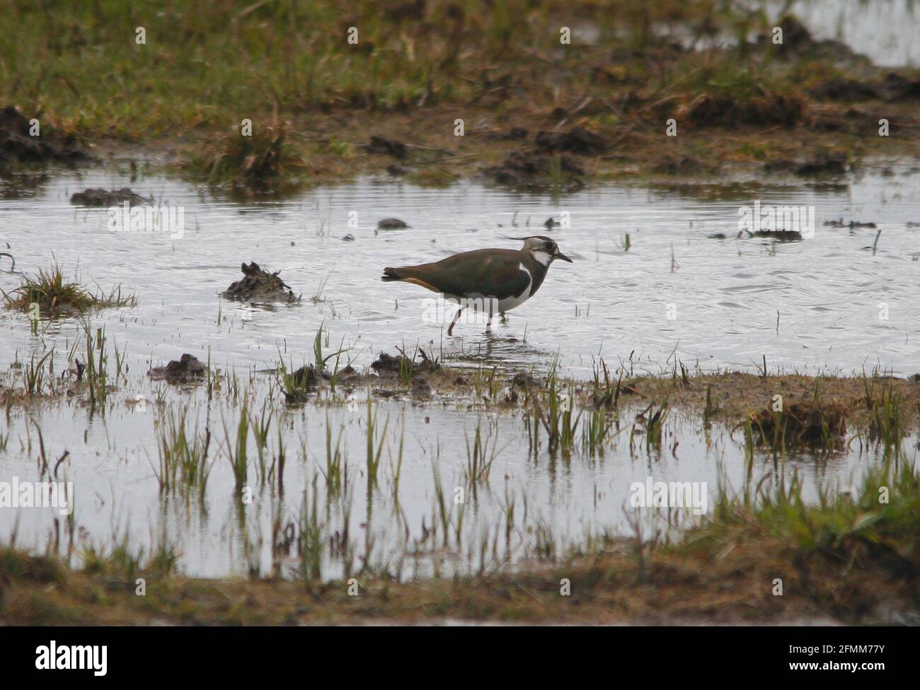 Wildlife photography at Marshside RSPB Stock Photo - Alamy