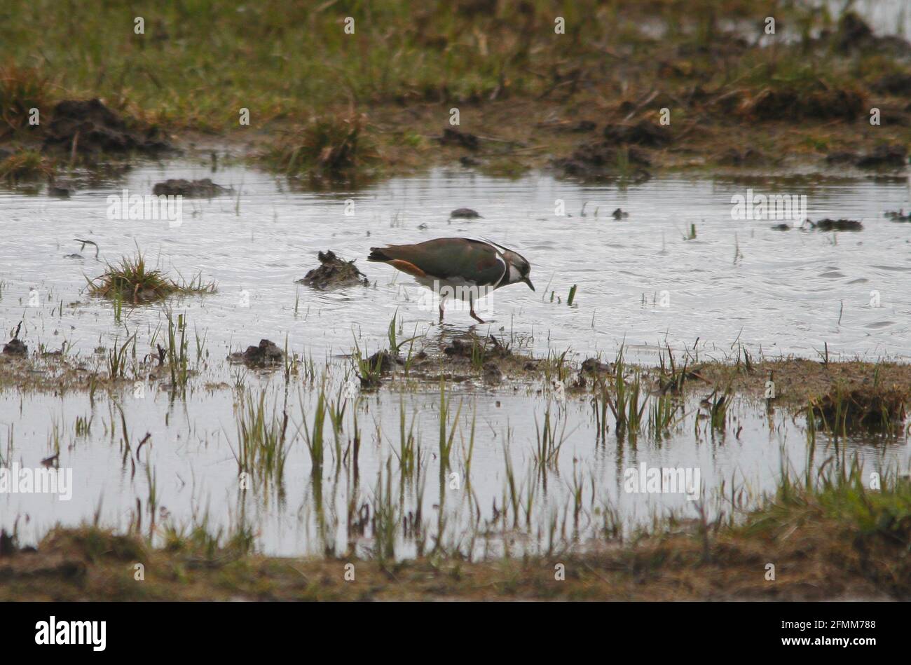 Wildlife photography at Marshside RSPB Stock Photo - Alamy
