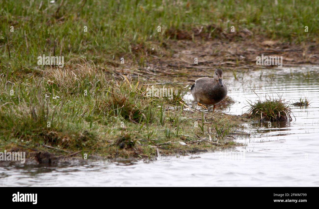 Wildlife photography at Marshside RSPB Stock Photo - Alamy