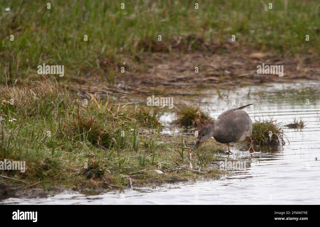 Wildlife photography at Marshside RSPB Stock Photo - Alamy