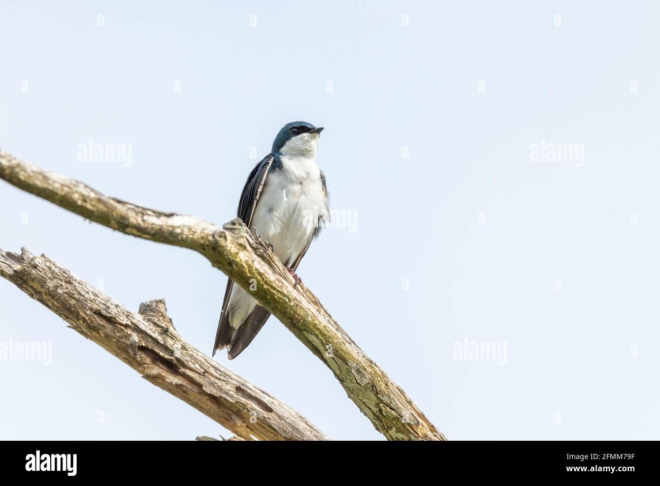 Tree swallow on branch Stock Photo - Alamy