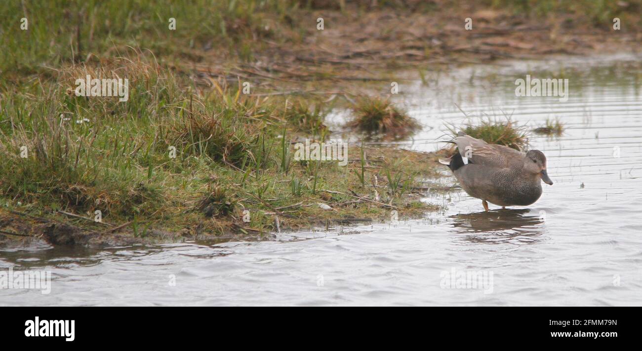 Wildlife photography at Marshside RSPB Stock Photo - Alamy