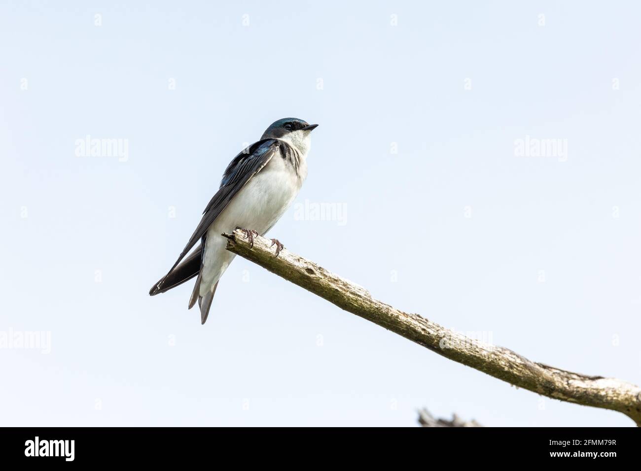 Tree swallow on branch Stock Photo - Alamy
