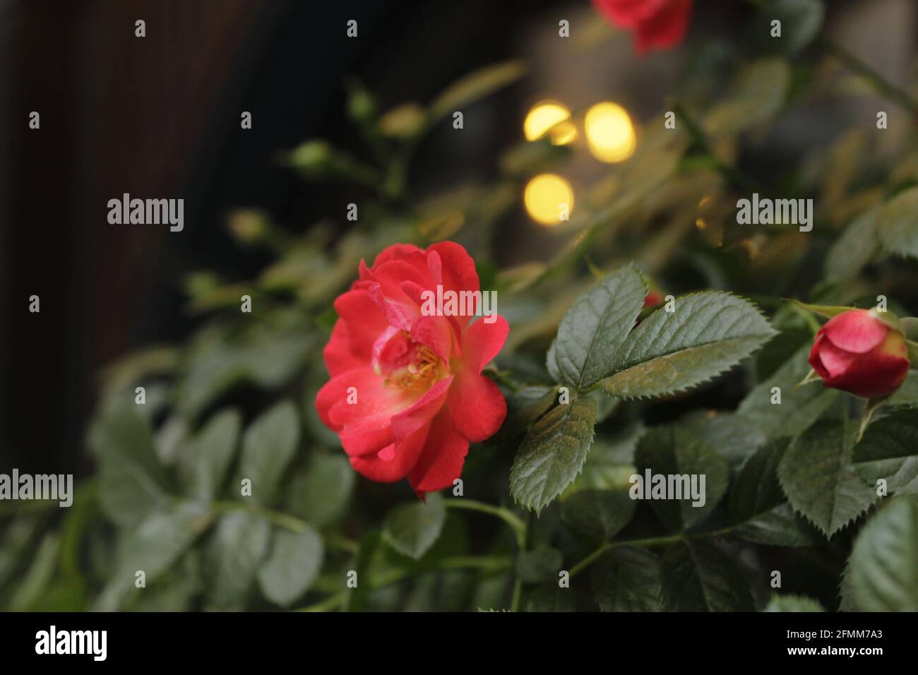 Selective focus of delicate climbing wild red rose shrub on blurred ...