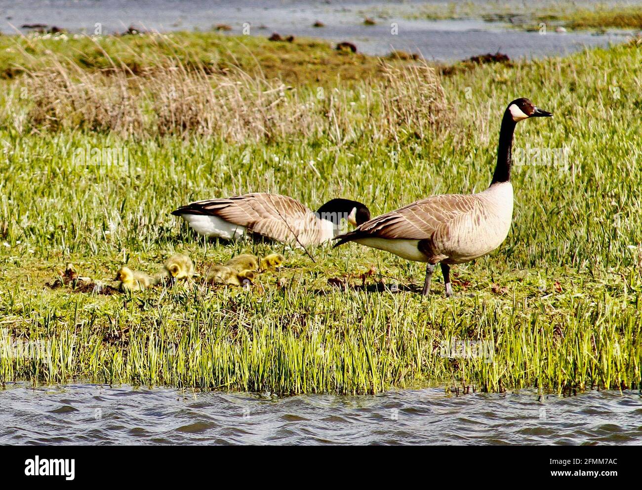 Wildlife photography at Marshside RSPB Stock Photo - Alamy