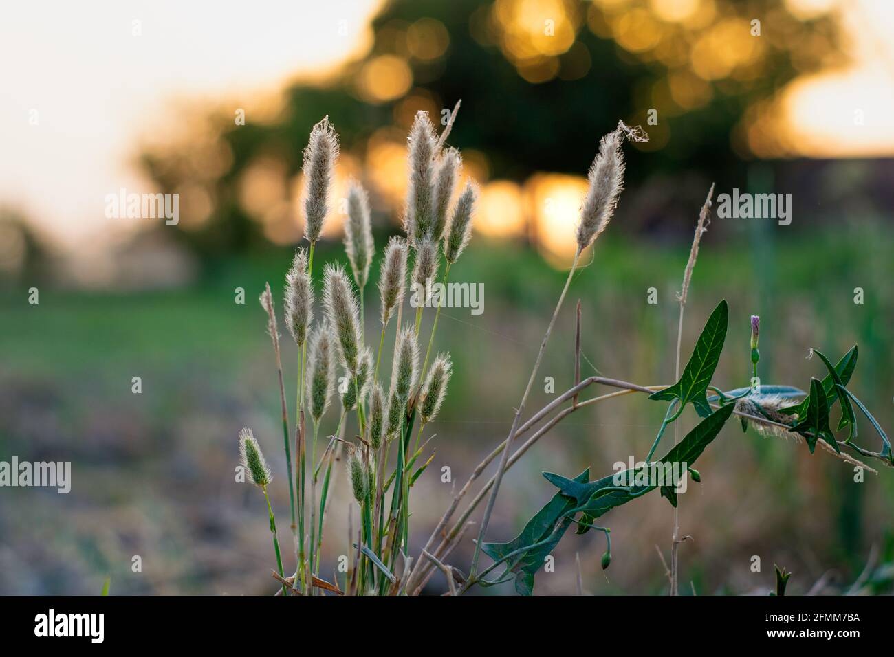 Polypogon maritimus, Sea bread grass high resolution image Stock Photo ...
