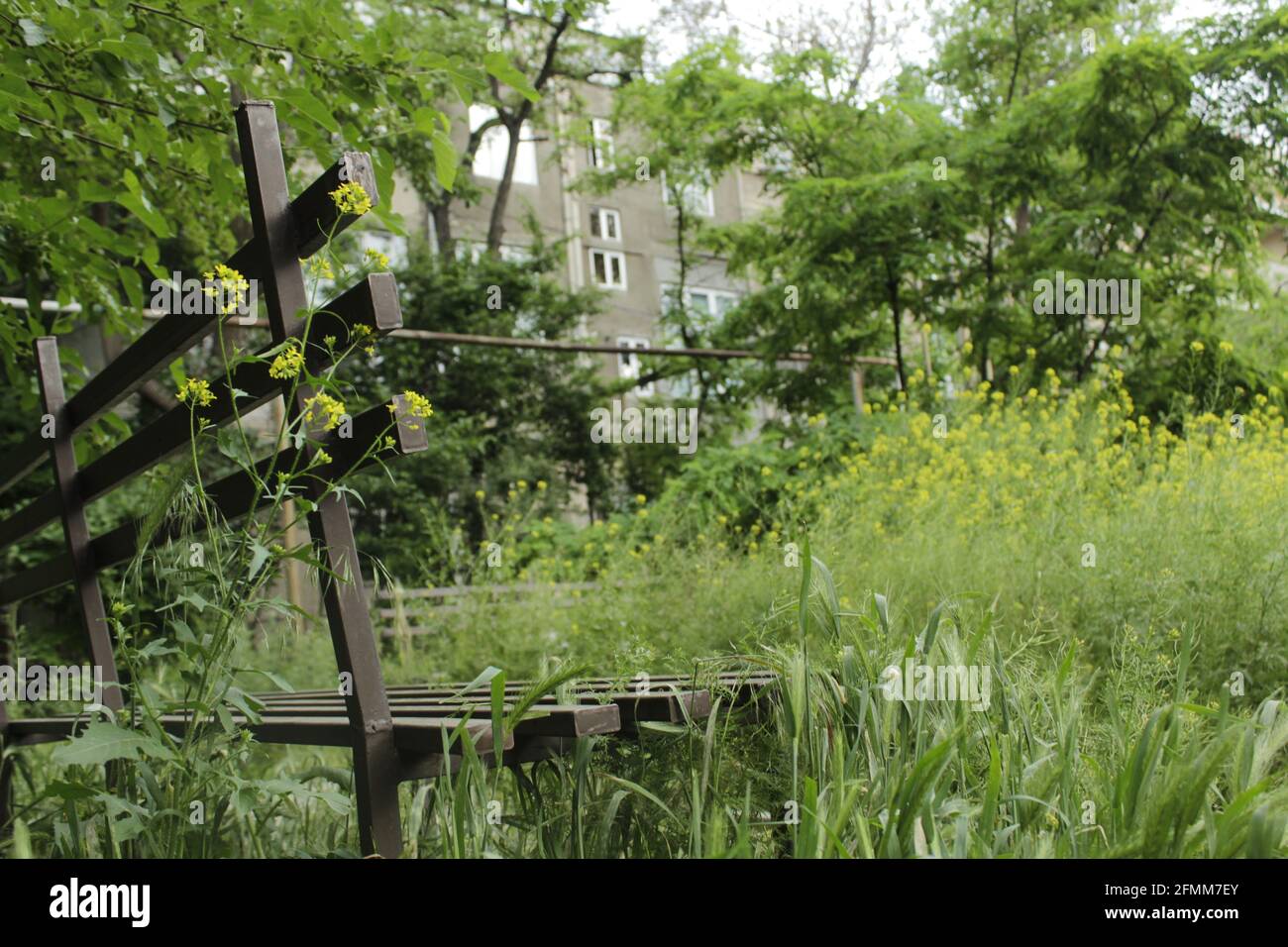 Urban metal bench in a park covered by dense vegetation Stock Photo - Alamy