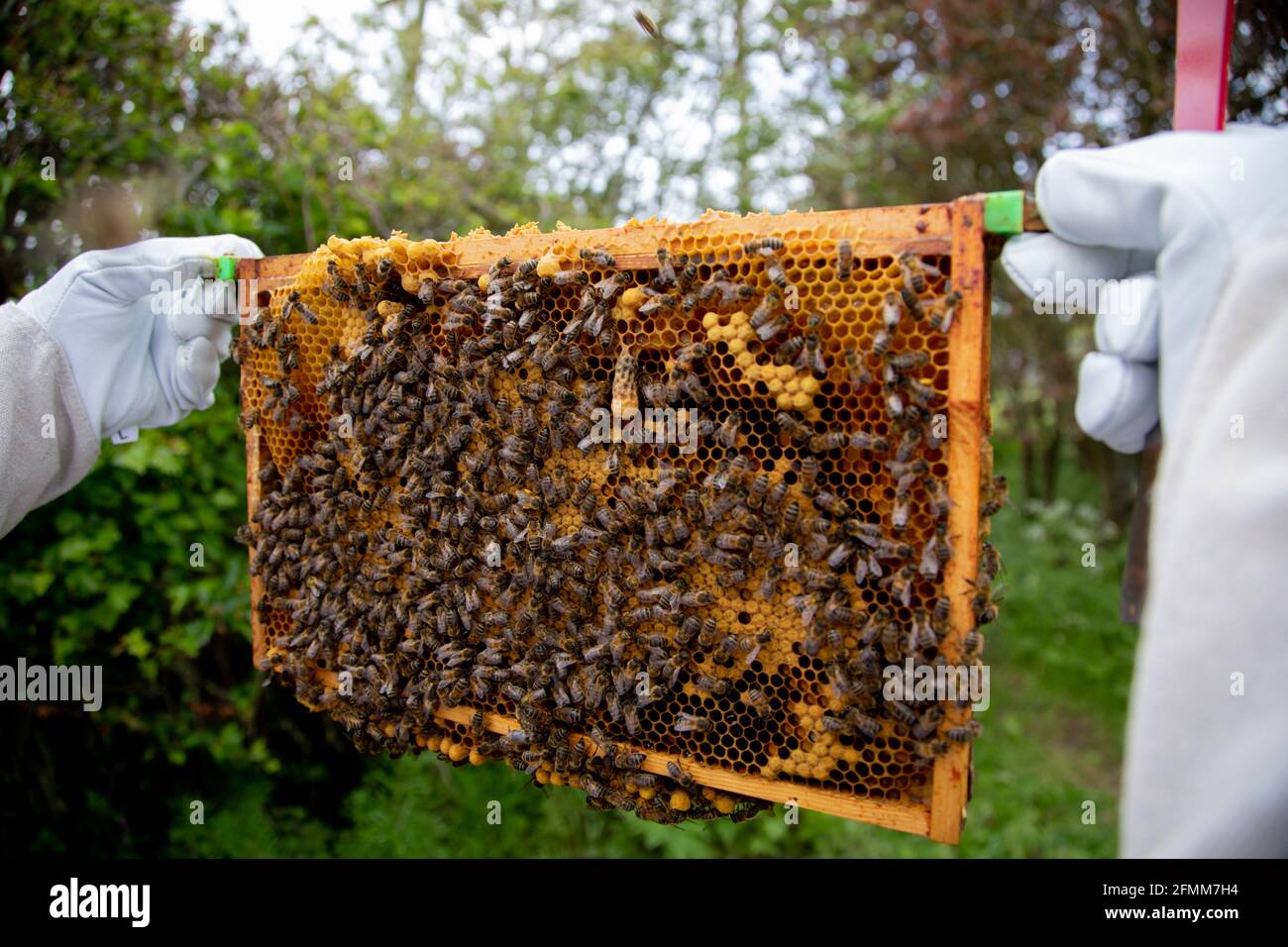 A beekeeper inspecting brood frames in a British National Standard hive ...