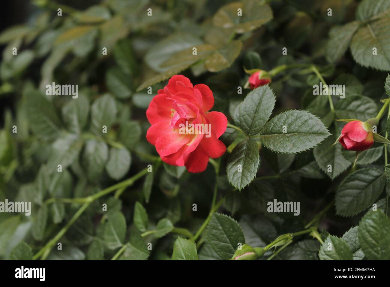 Wild climbing rose hi-res stock photography and images - Alamy