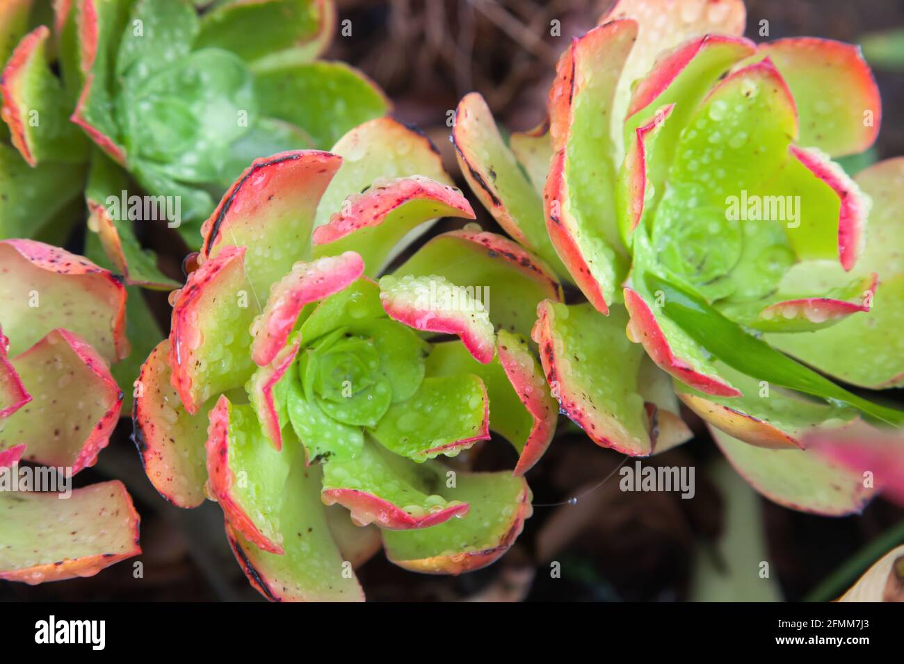 Echeveria flower in bloom Stock Photo - Alamy