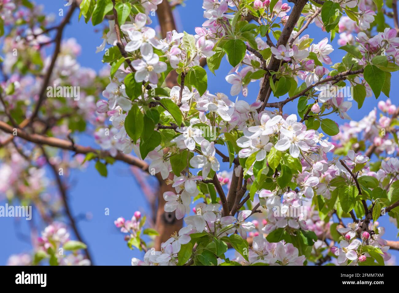 Beautiful flowering apple tree. background with blooming flowers in ...