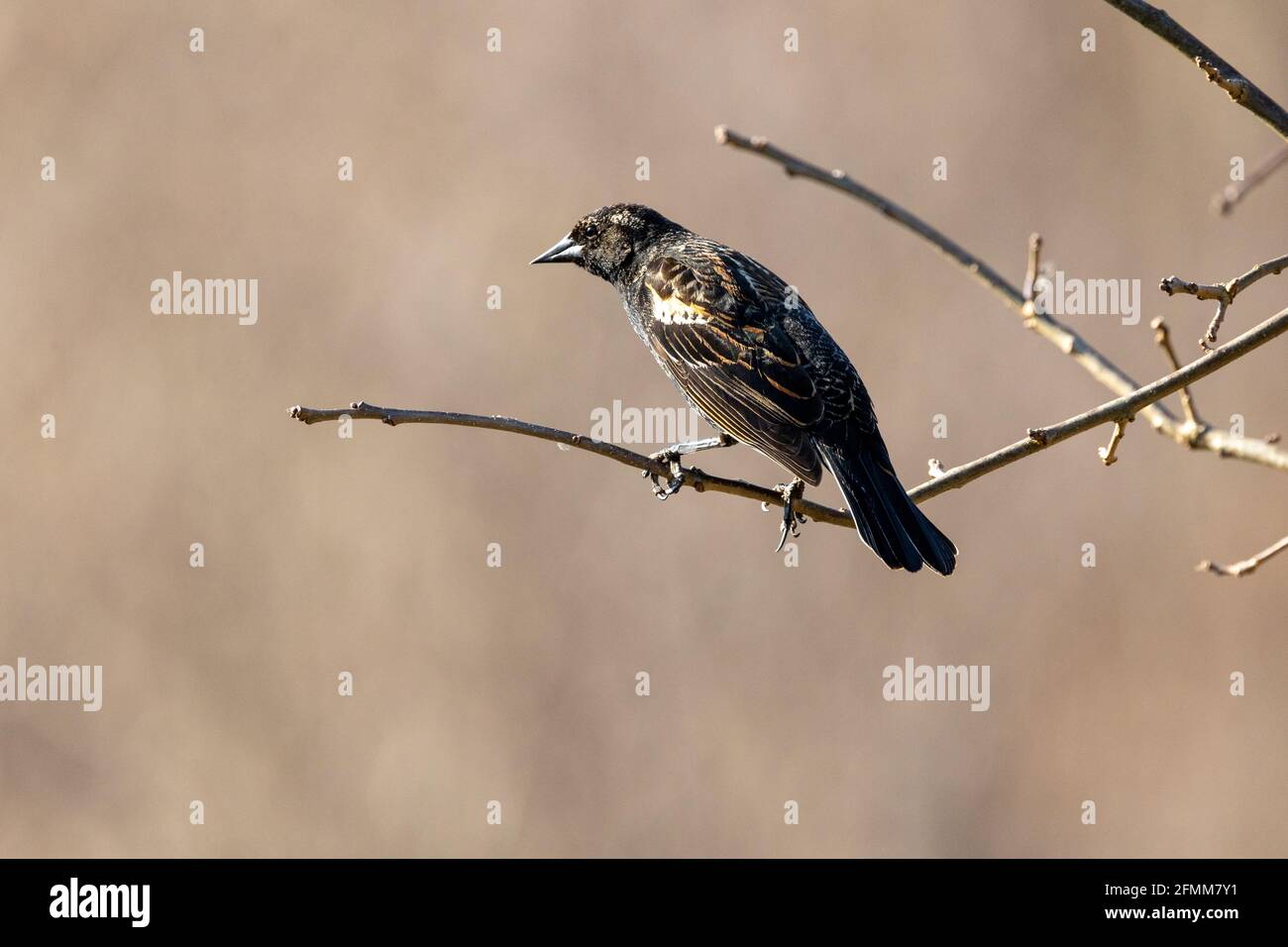 Immature red winged blackbird hi-res stock photography and images - Alamy