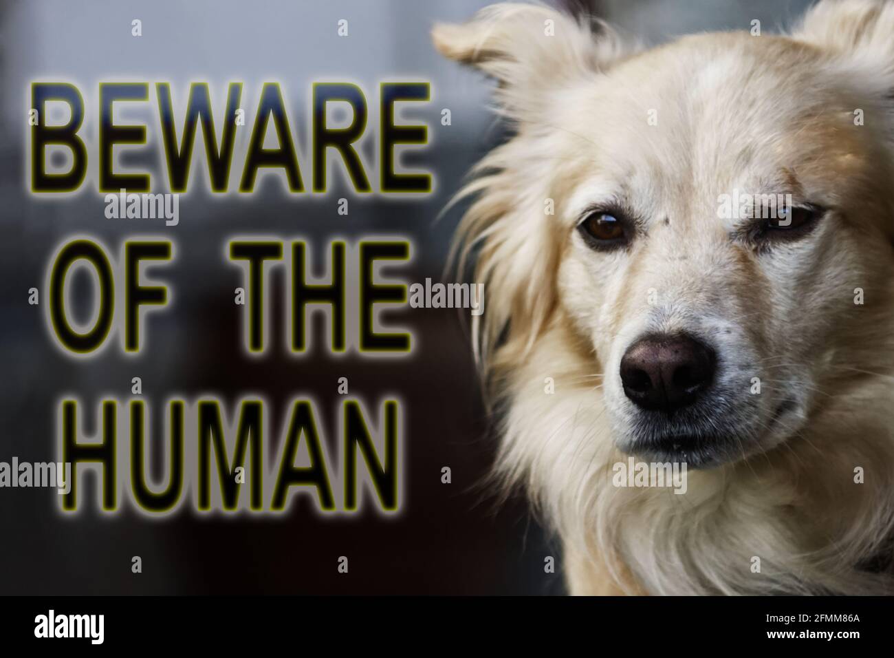 beware the human message by a shepherd dog Stock Photo - Alamy