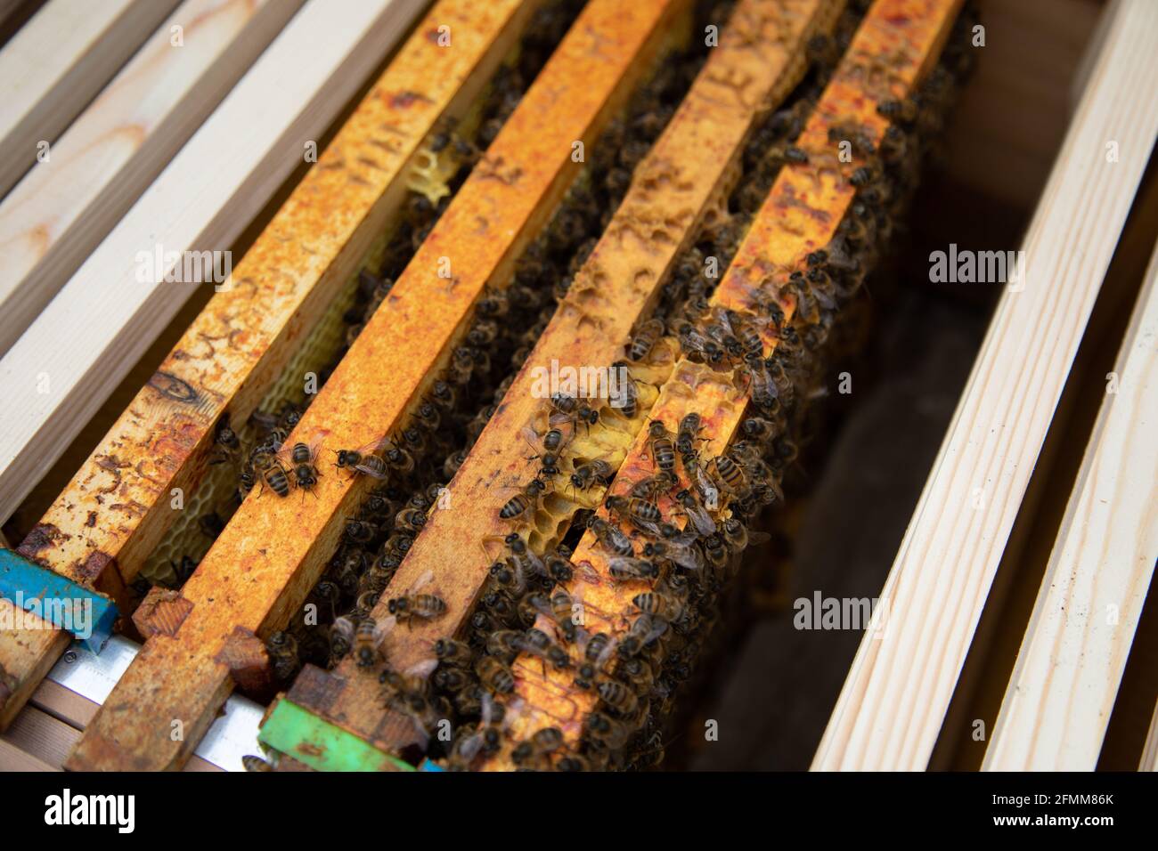 Old frames and new frames in a brood box from a recently split honey ...