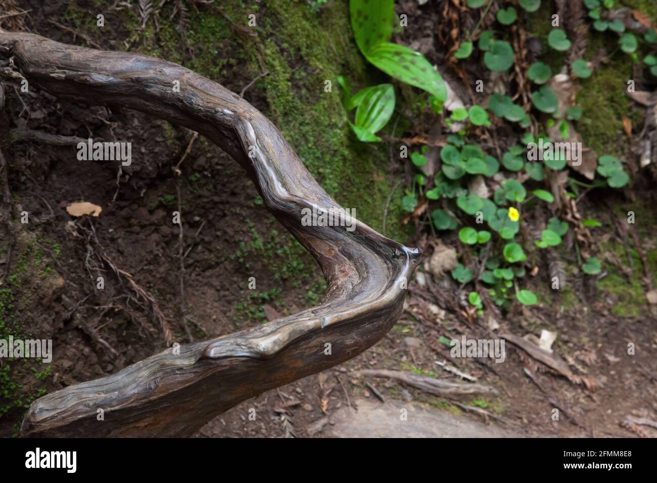 Coastal Redwood Tree Stock Photo - Alamy
