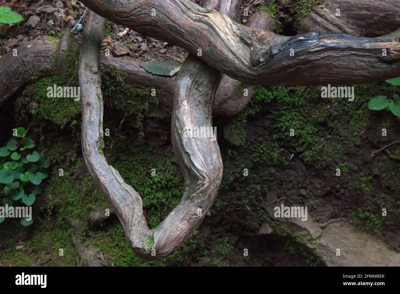 Coastal Redwood Tree Stock Photo - Alamy
