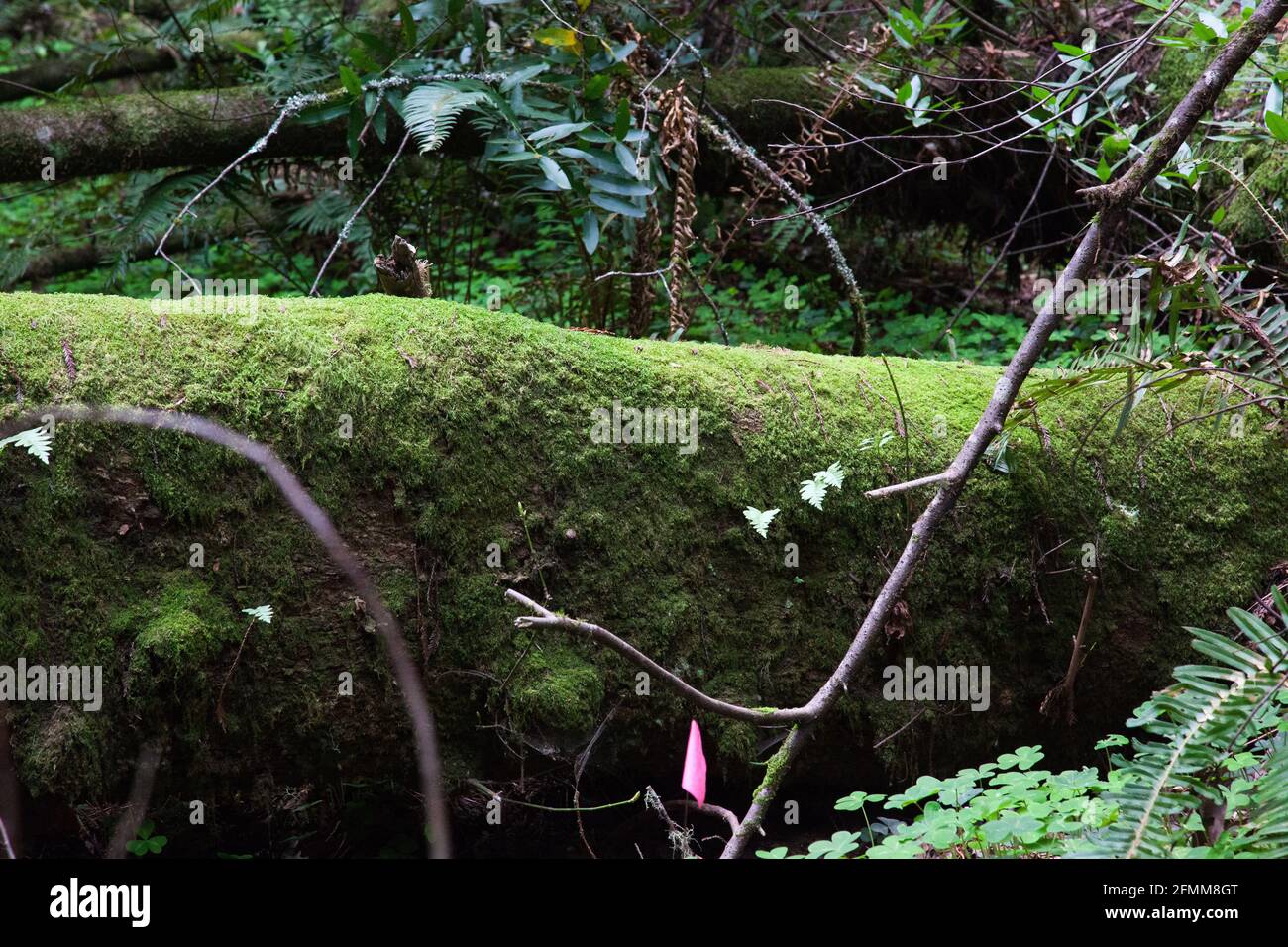 Moss log fallen hi-res stock photography and images - Alamy