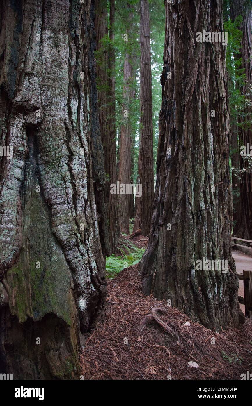 Coastal Redwood Tree Stock Photo - Alamy