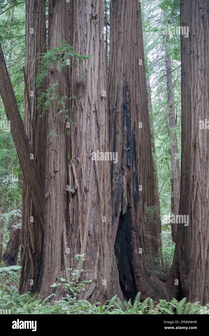 Coastal Redwood Tree Stock Photo - Alamy