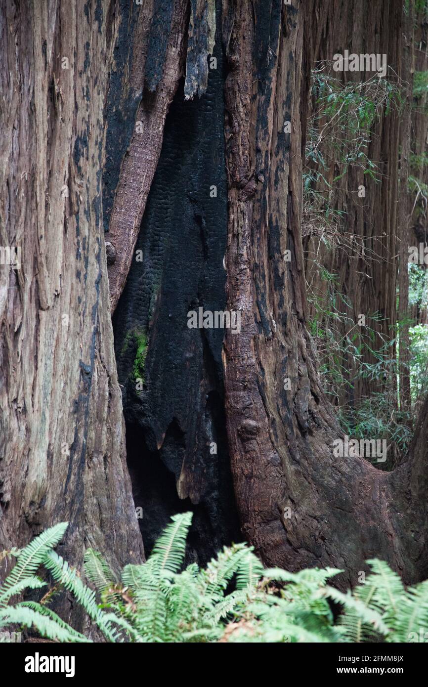Coastal redwood tree hi-res stock photography and images - Alamy