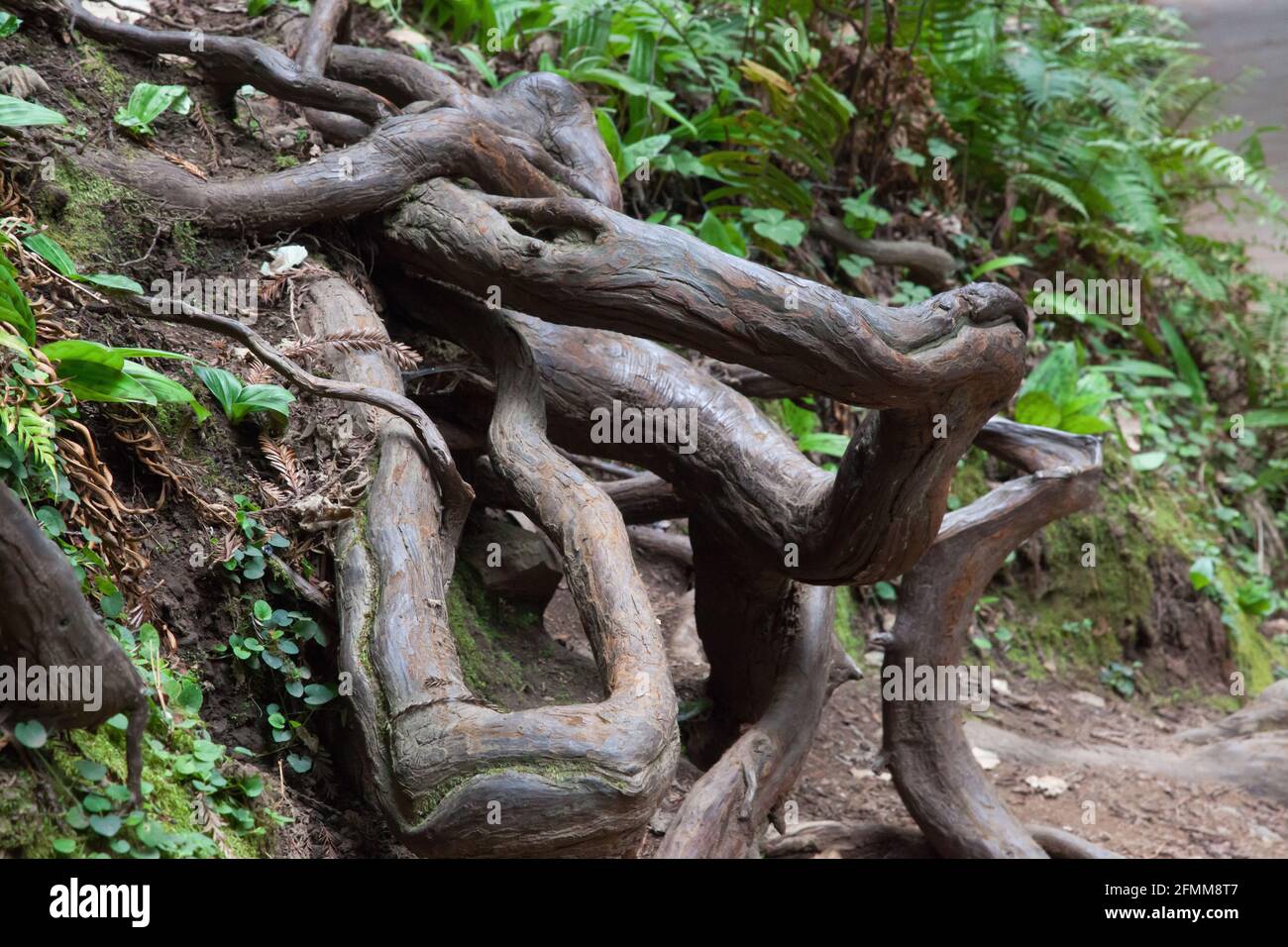 Coastal Redwood Tree Stock Photo - Alamy