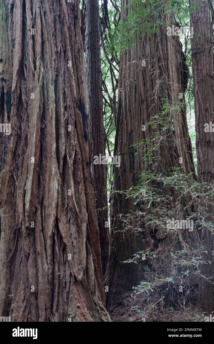 Coastal Redwood Tree Stock Photo - Alamy