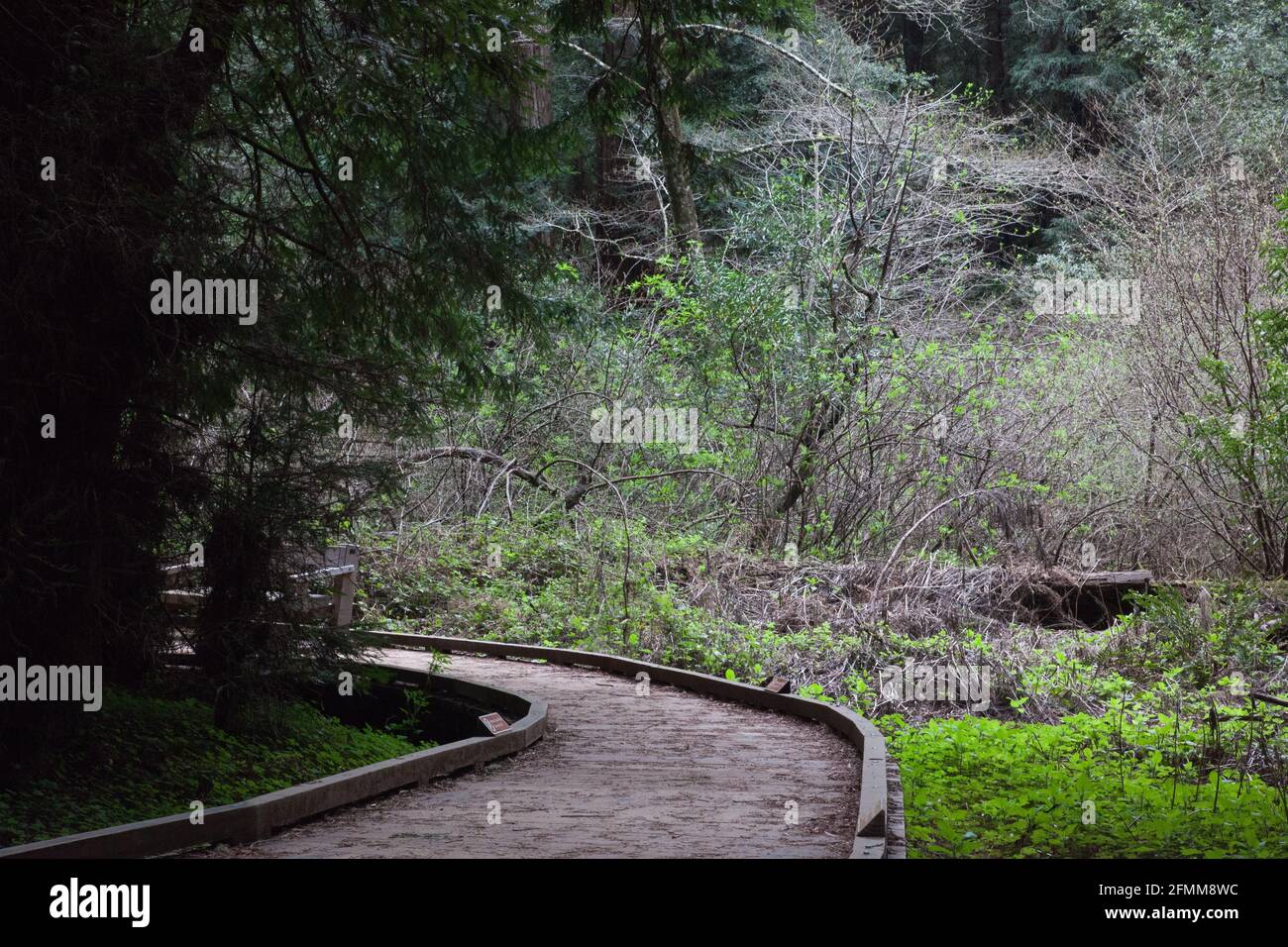 Walkway through the trees Stock Photo - Alamy