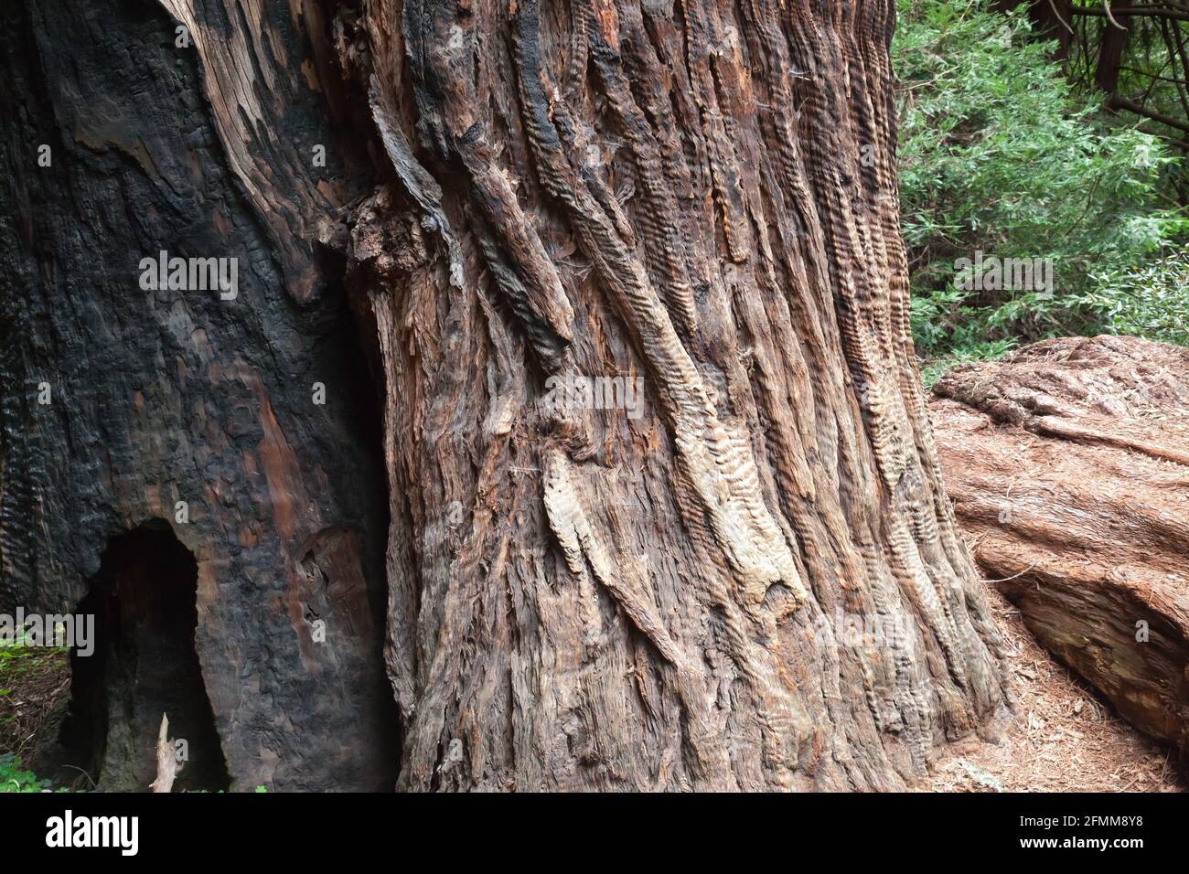Coastal Redwood Tree Stock Photo - Alamy