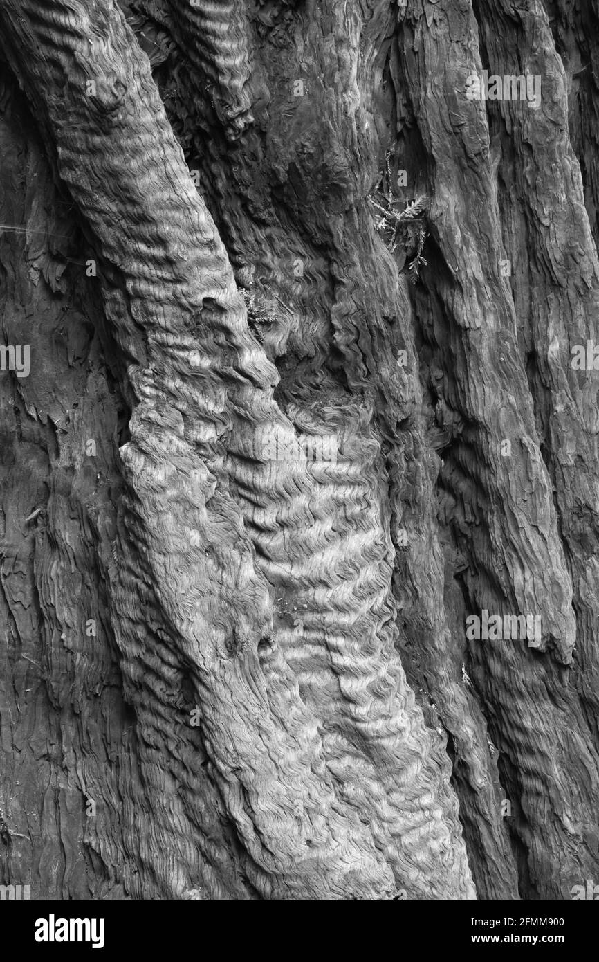 Coastal Redwood Tree Details in Black and white Stock Photo - Alamy