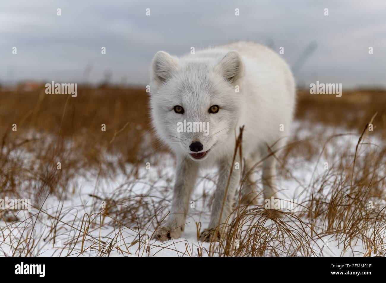 Arctic fox in winter time in Siberian tundra Stock Photo - Alamy