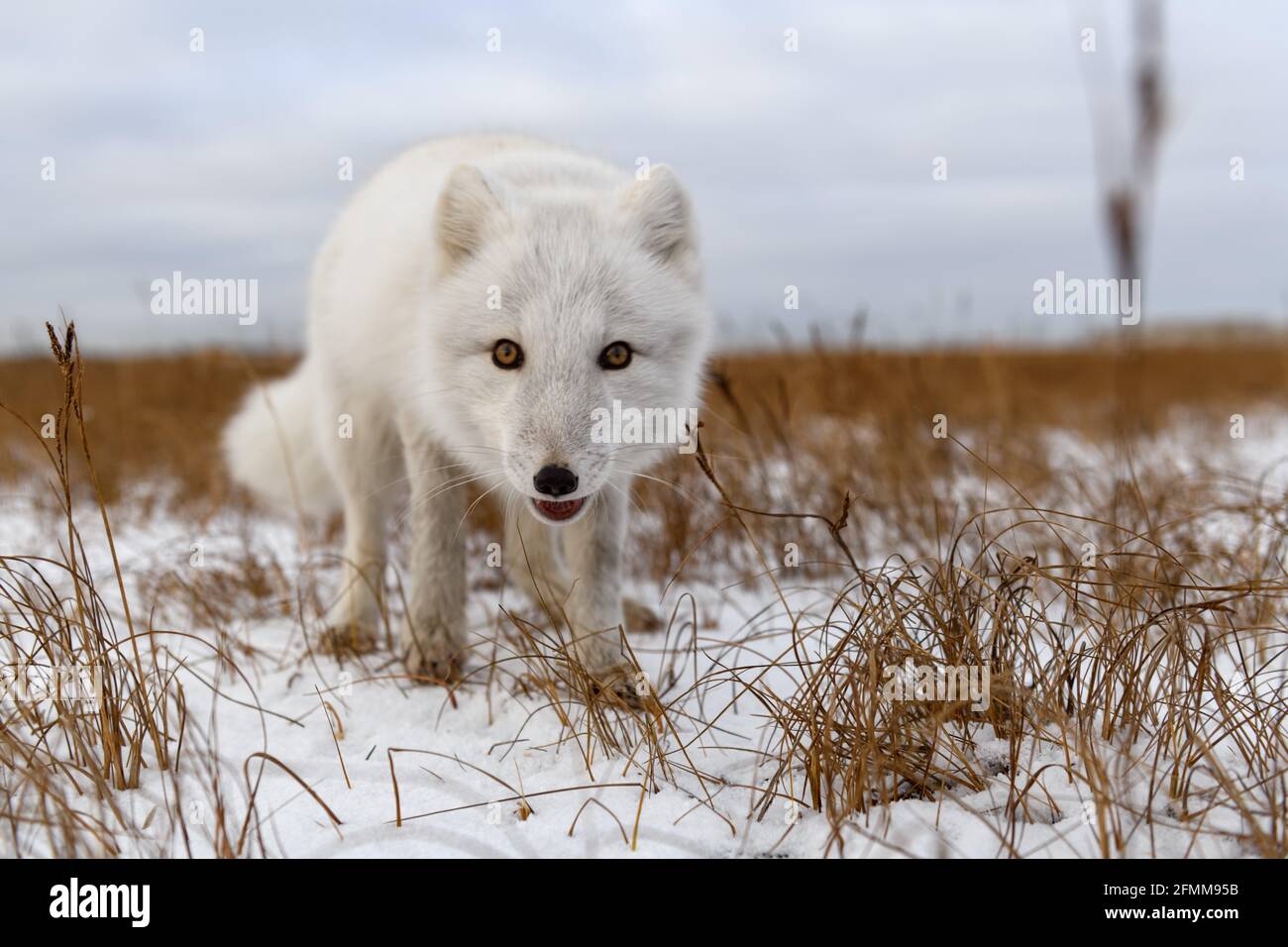 Arctic fox in winter time in Siberian tundra Stock Photo - Alamy