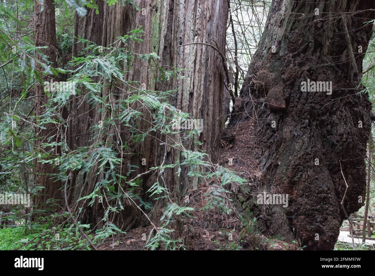 Coastal Redwood Tree Stock Photo - Alamy