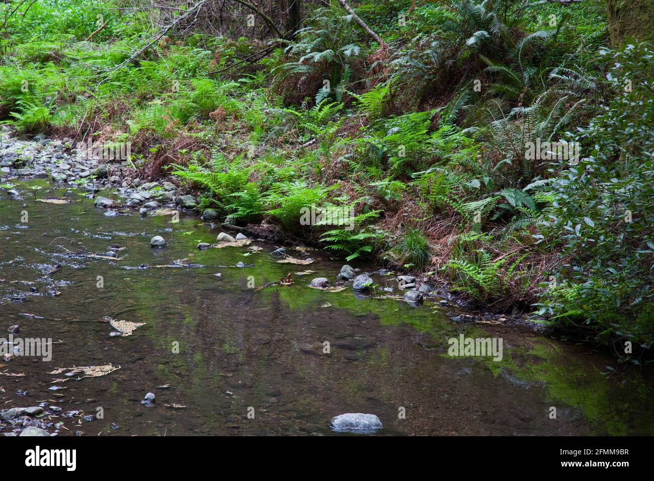 Fern on a stream bank Stock Photo - Alamy