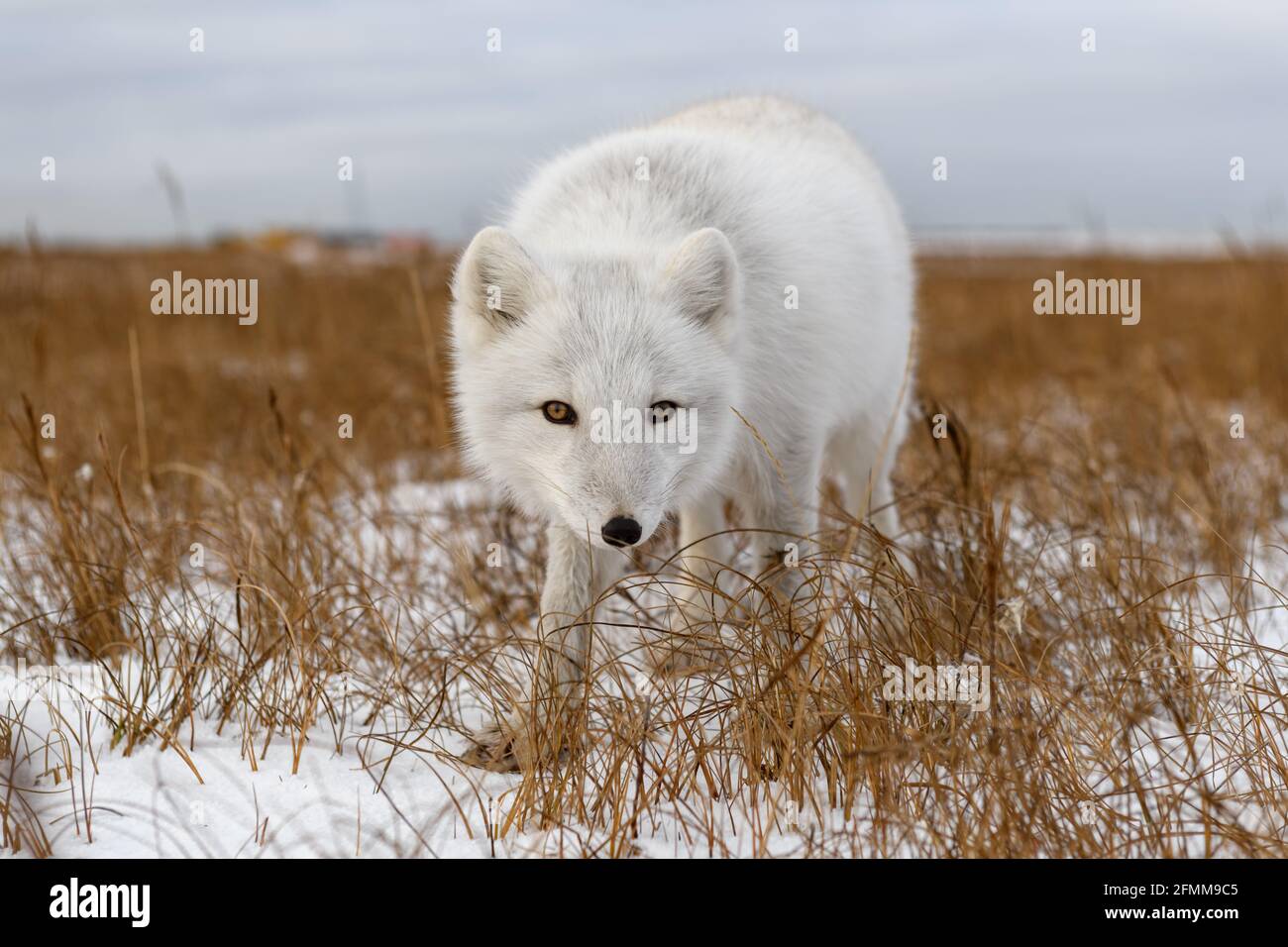 Arctic fox in winter time in Siberian tundra Stock Photo - Alamy