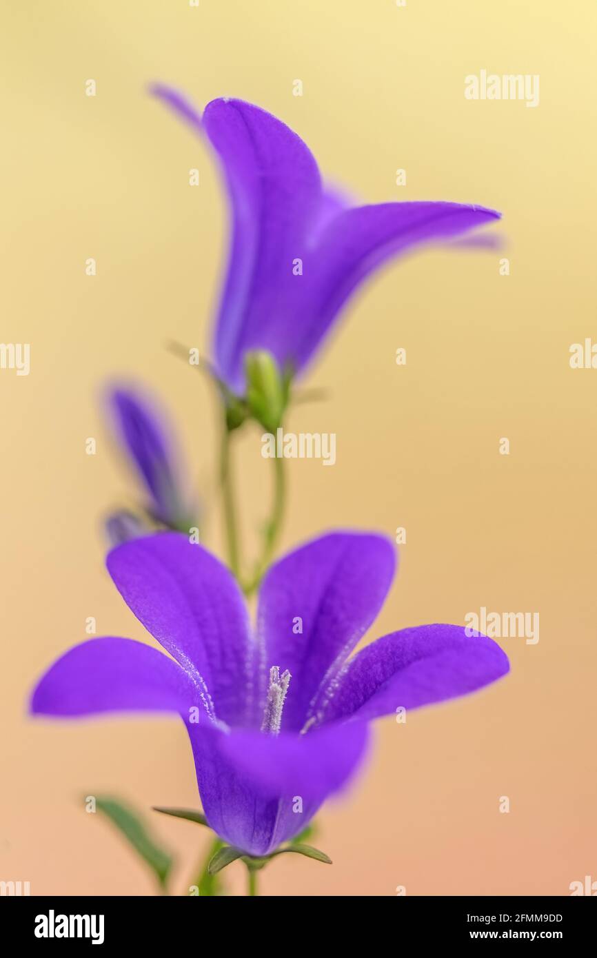 Pair of blue bellflowers in row closeup. Vertically Stock Photo - Alamy
