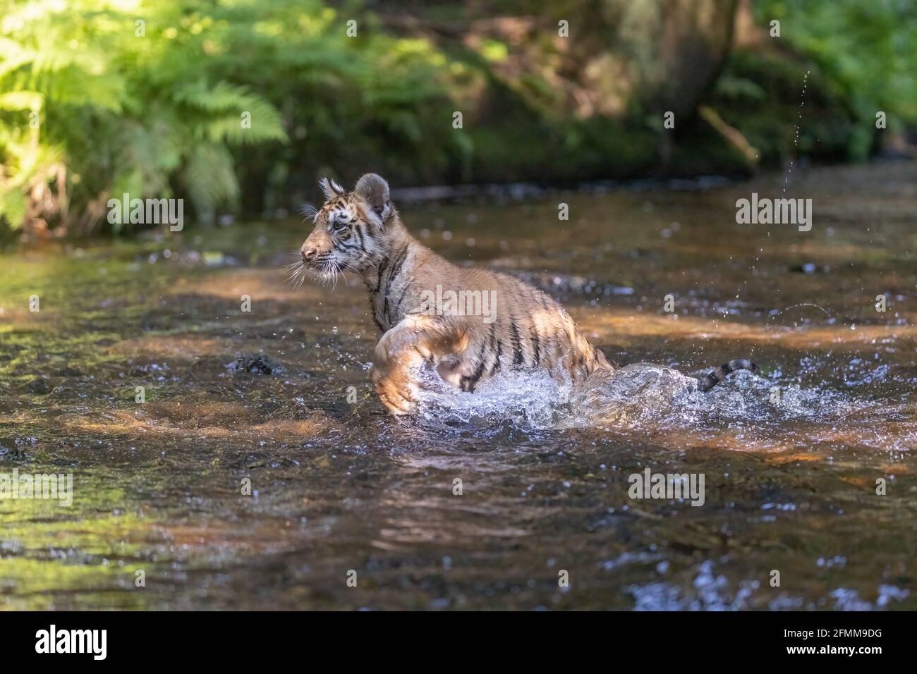 Cute Bengal tiger cub is running in the river looking ahead ...