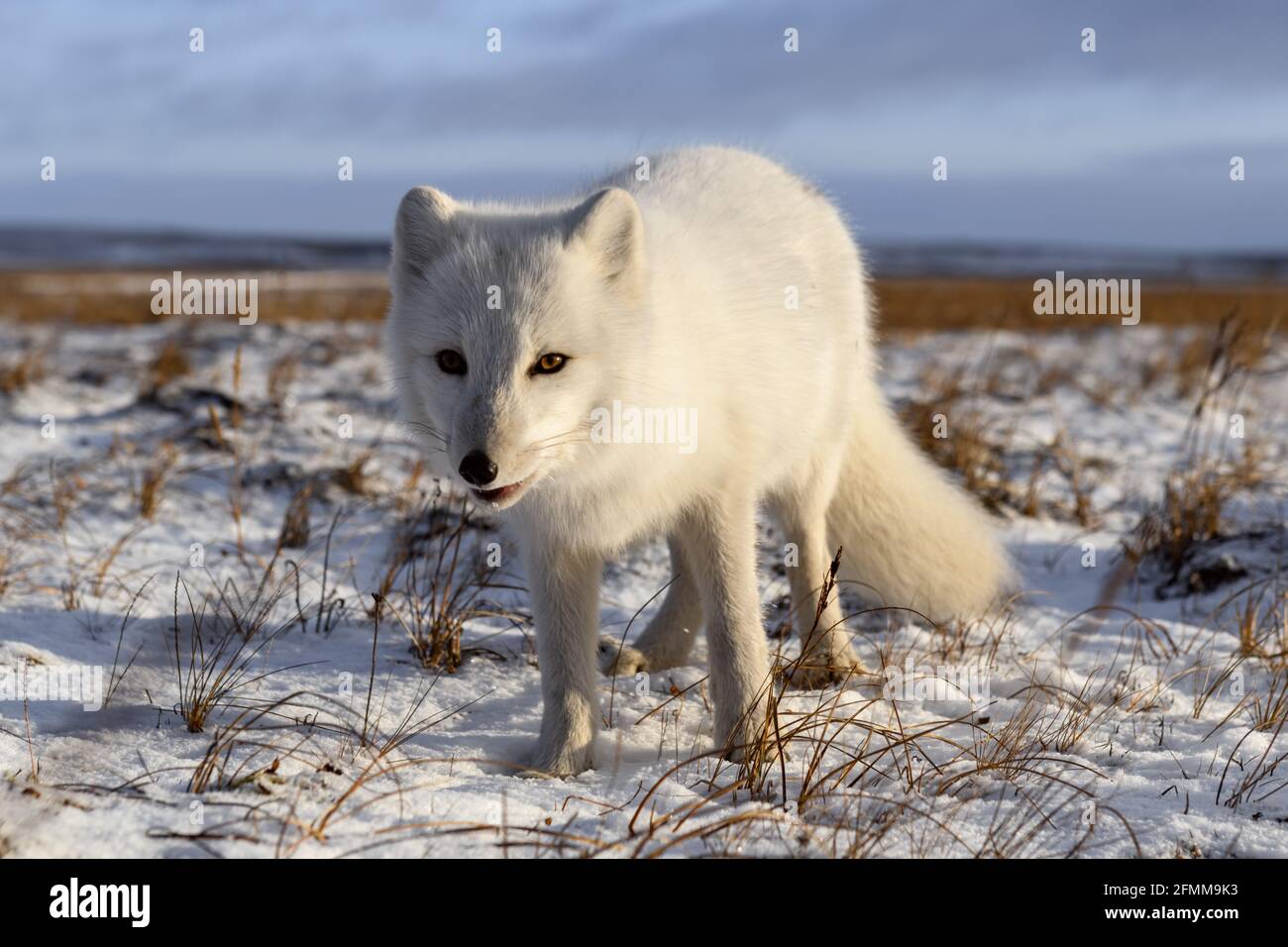 Arctic fox in winter time in Siberian tundra Stock Photo - Alamy