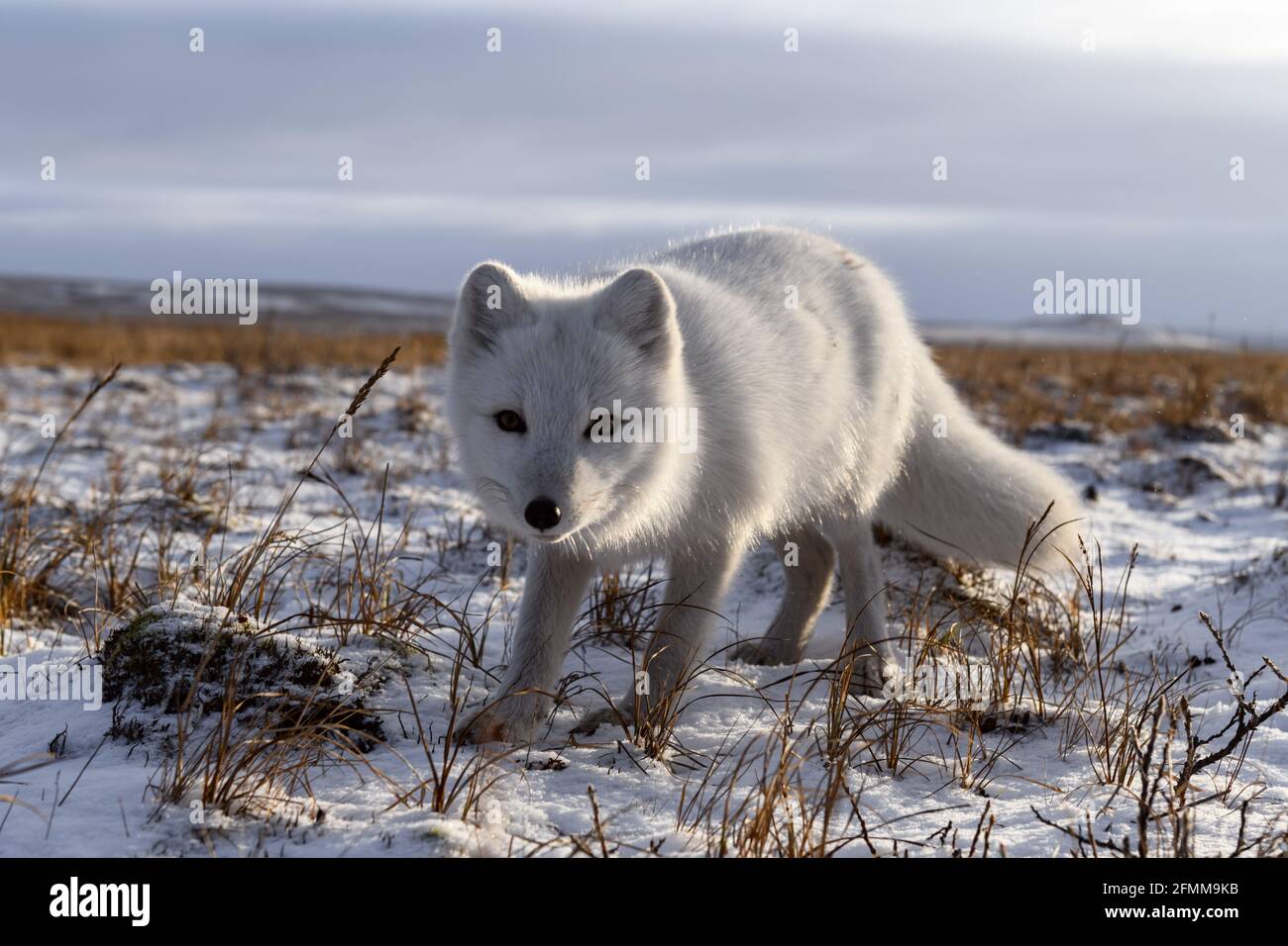 Arctic fox in winter time in Siberian tundra Stock Photo - Alamy