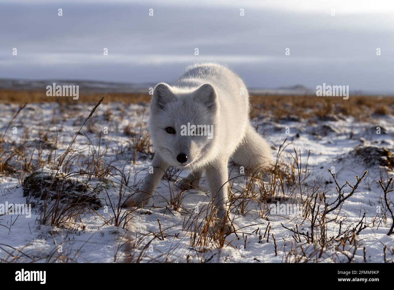 Arctic fox in winter time in Siberian tundra Stock Photo - Alamy