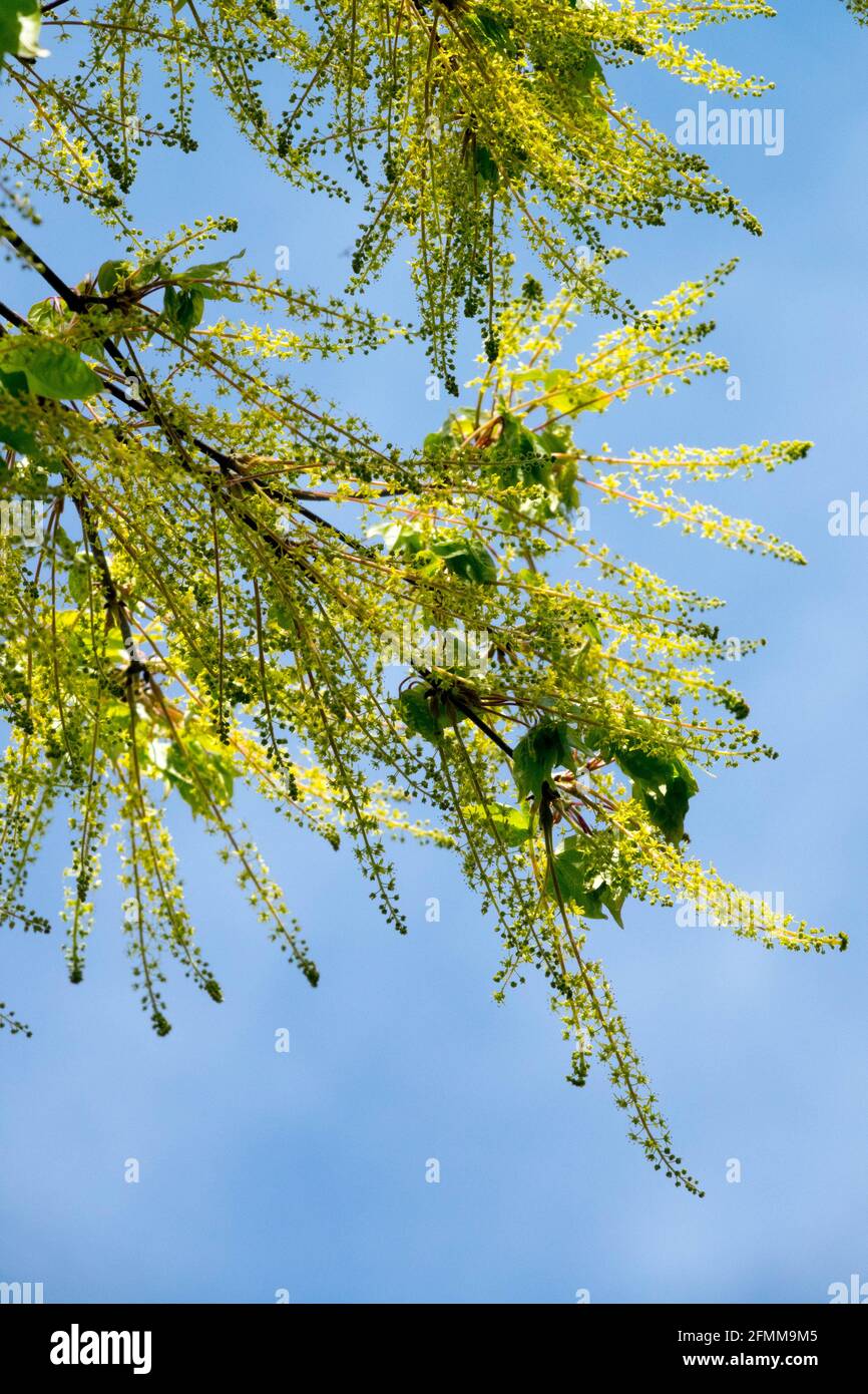 Vine-leafed maple Acer cissifolium flowers spring pollen Stock Photo ...