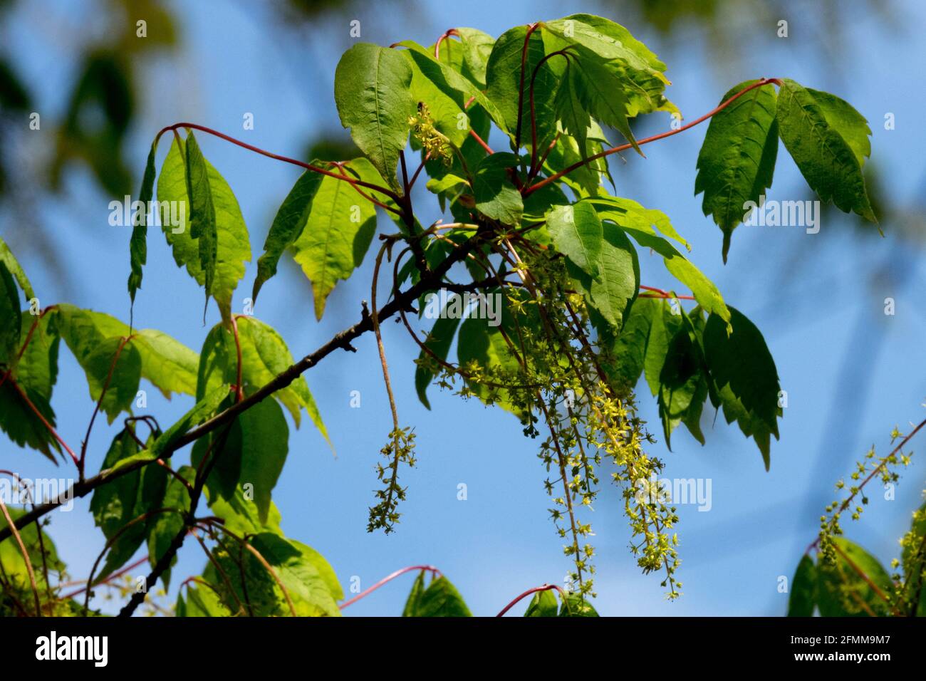 Maple tree catkins hi-res stock photography and images - Alamy